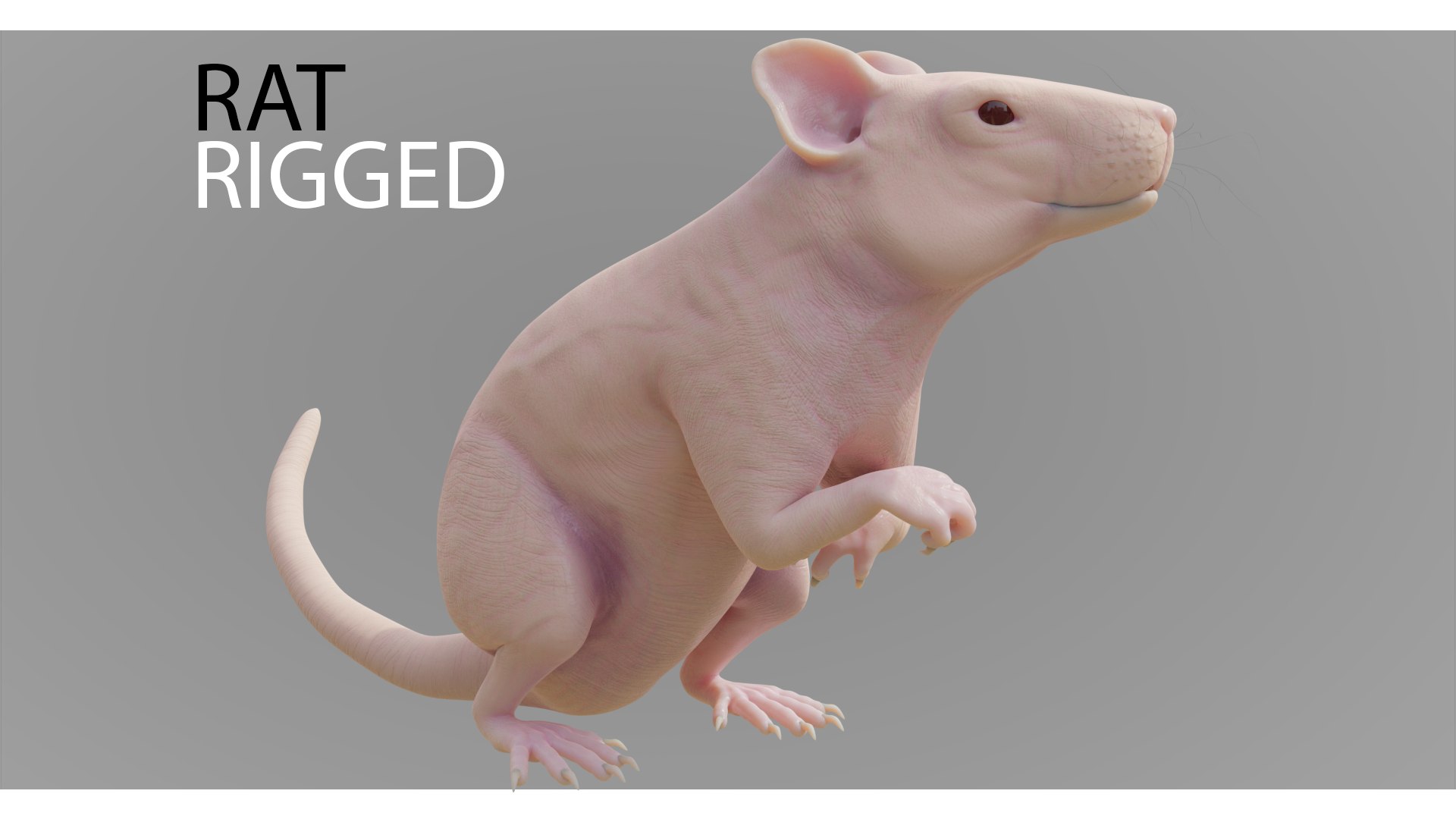 3D RET FOR VFX CGI Model - TurboSquid 2213532