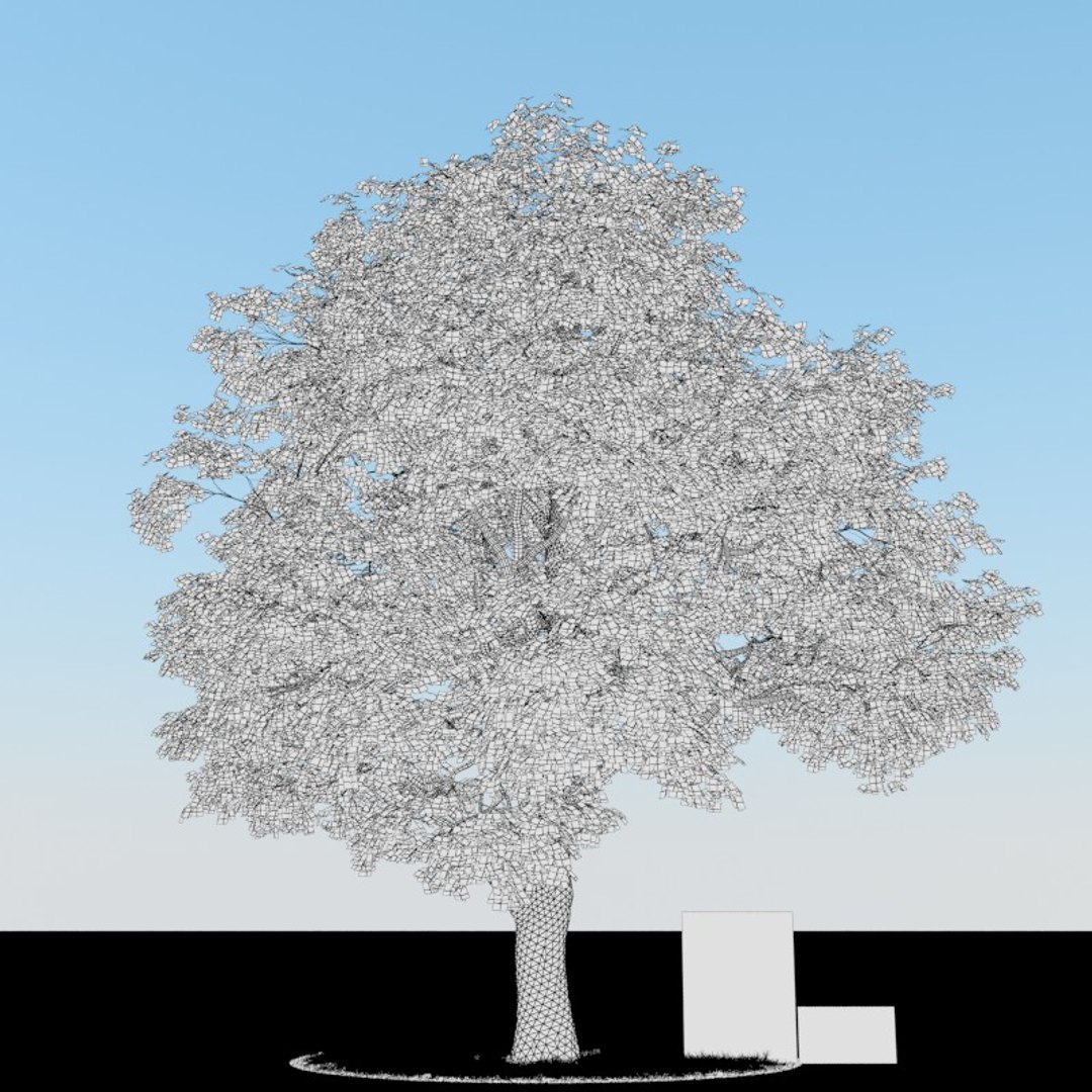 Realistic Maple Tree Autumn 3d Model