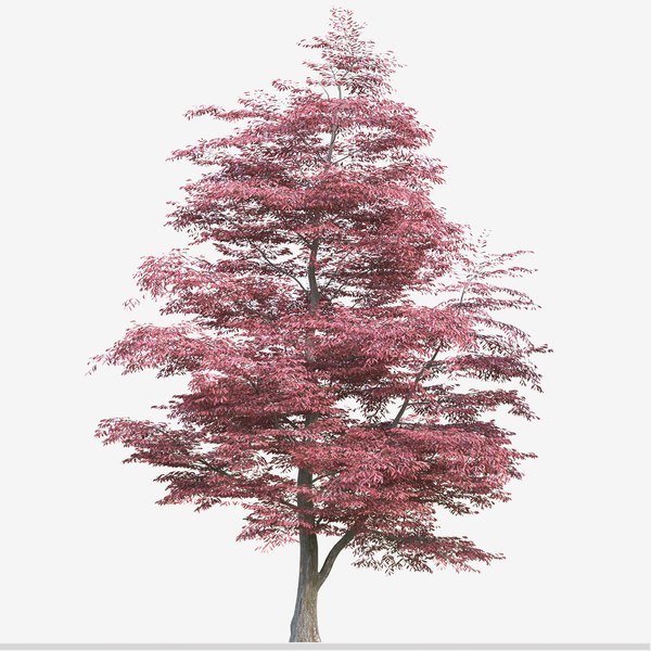 modelo 3d Set of Nyssa Sinensis or Chinese Tupelo Tree- 2 Trees ...