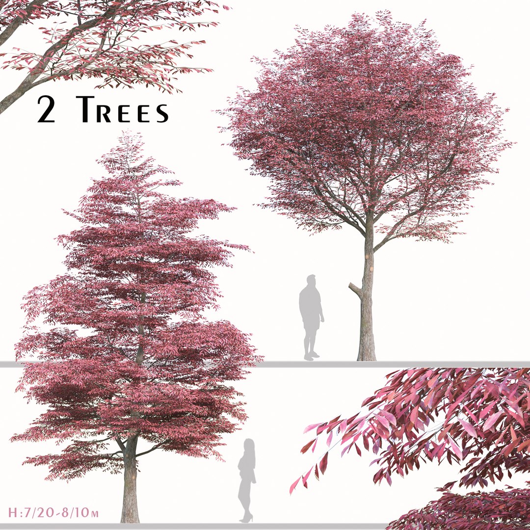 Set Of Nyssa Sinensis Or Chinese Tupelo Tree- 2 Trees Model ...