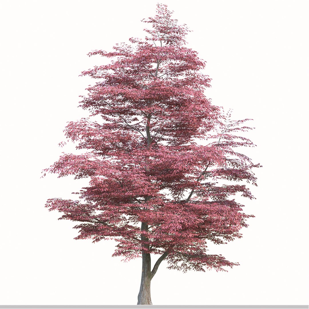 Set Of Nyssa Sinensis Or Chinese Tupelo Tree- 2 Trees Model ...
