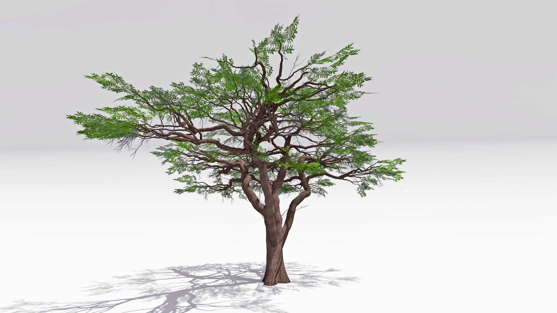 African Acacia Tree-S12 3D Model - TurboSquid 2375318