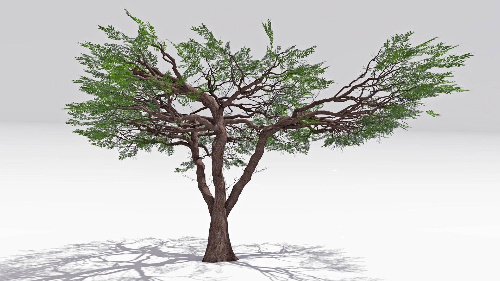 African Acacia Tree-S12 3D Model - TurboSquid 2375318