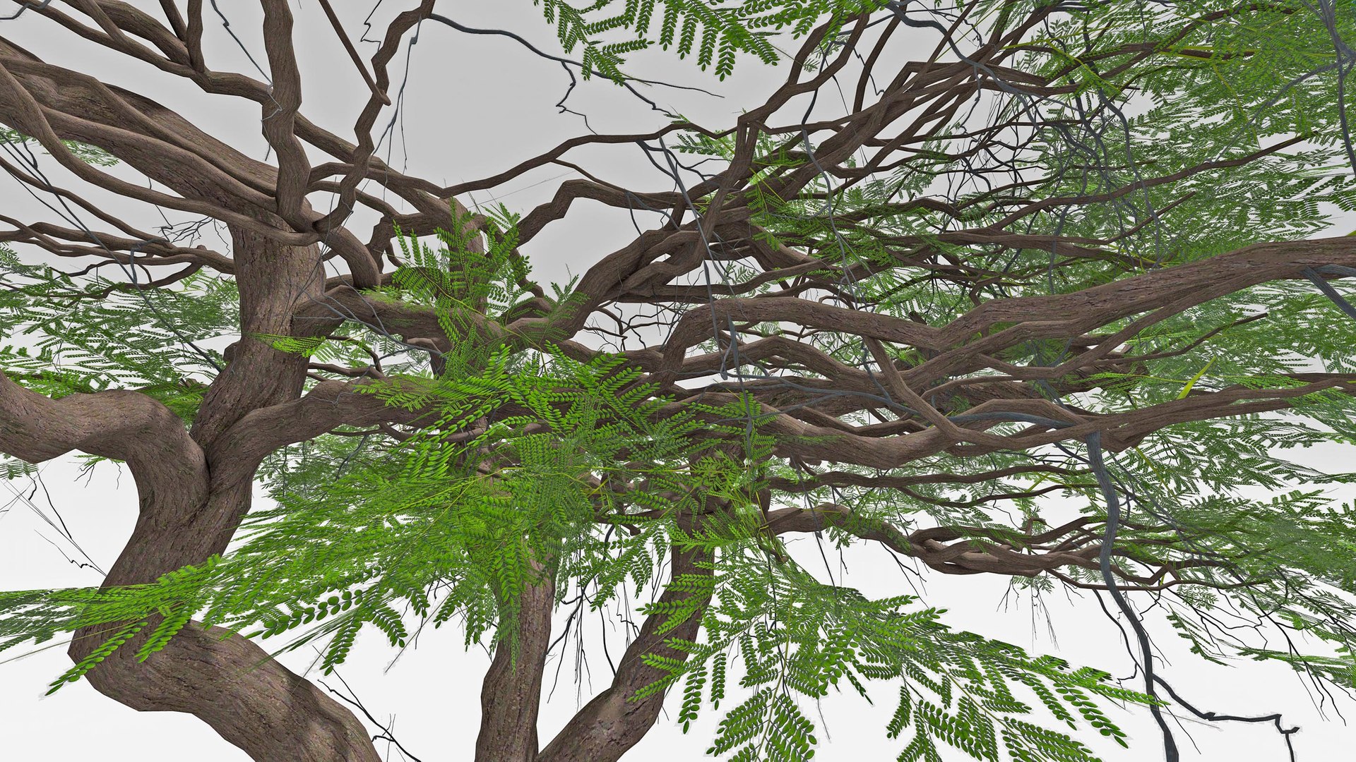 African Acacia Tree-S12 3D Model - TurboSquid 2375318