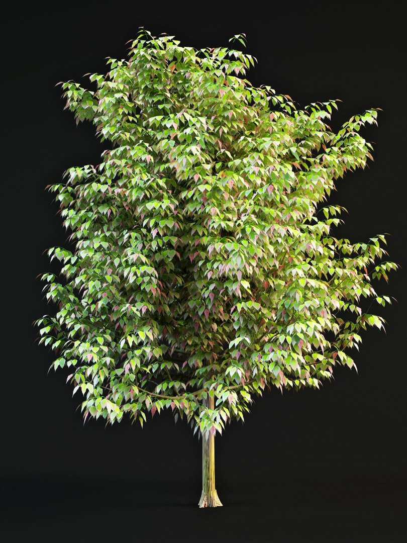 acer negundo 'flamingo