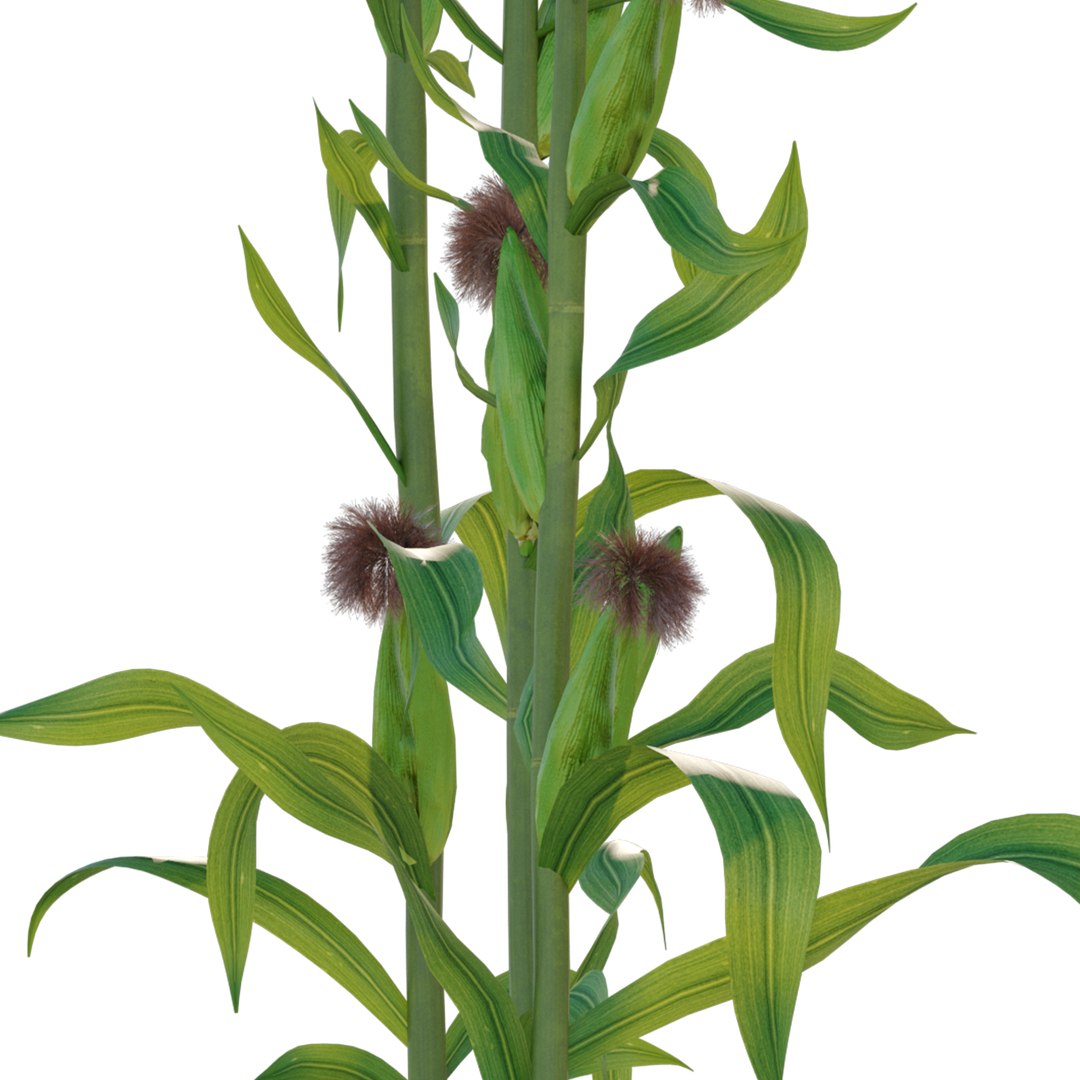 Corn Field Model - TurboSquid 1959870