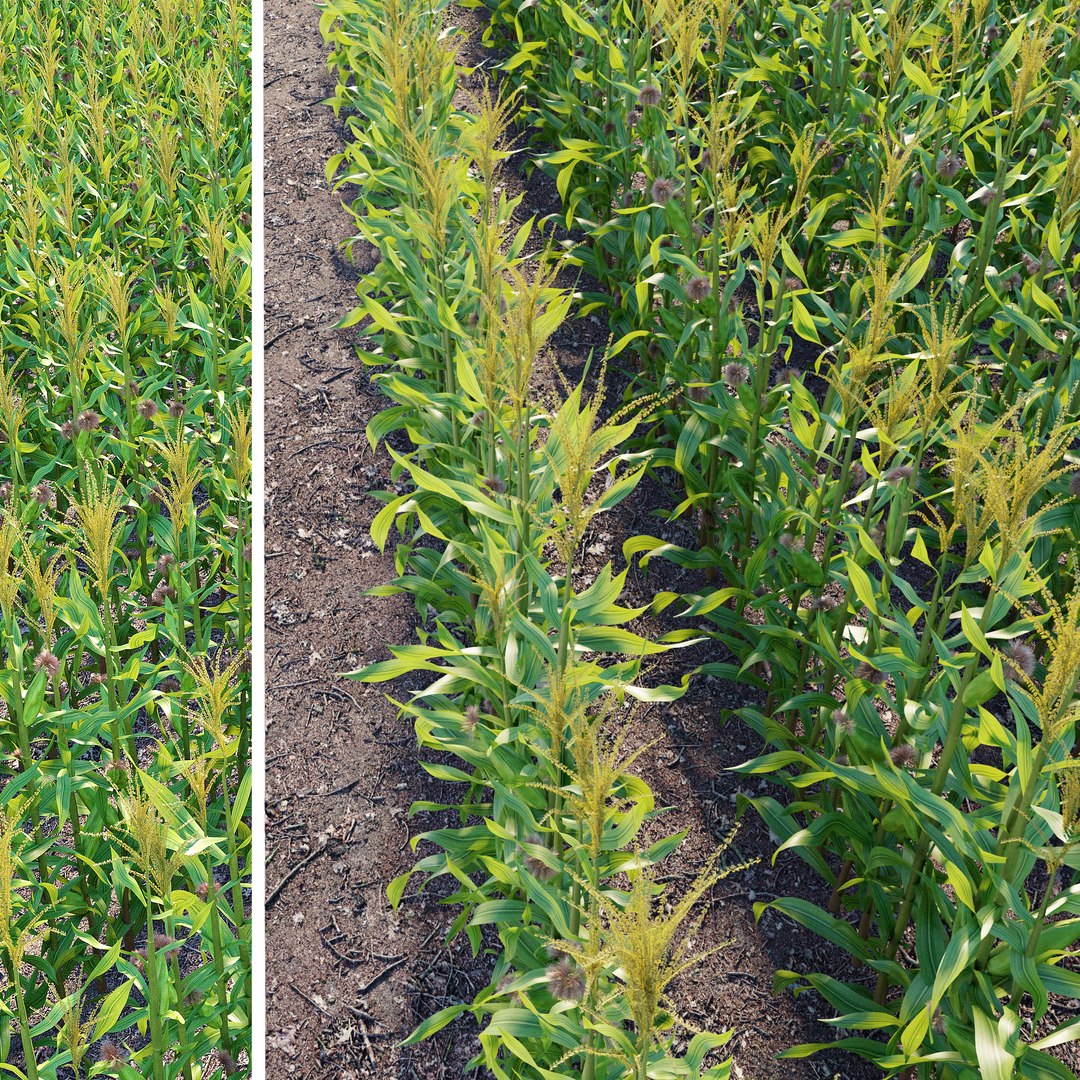 Corn Field Model - TurboSquid 1959870