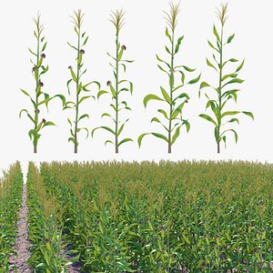 corn plant 3d model