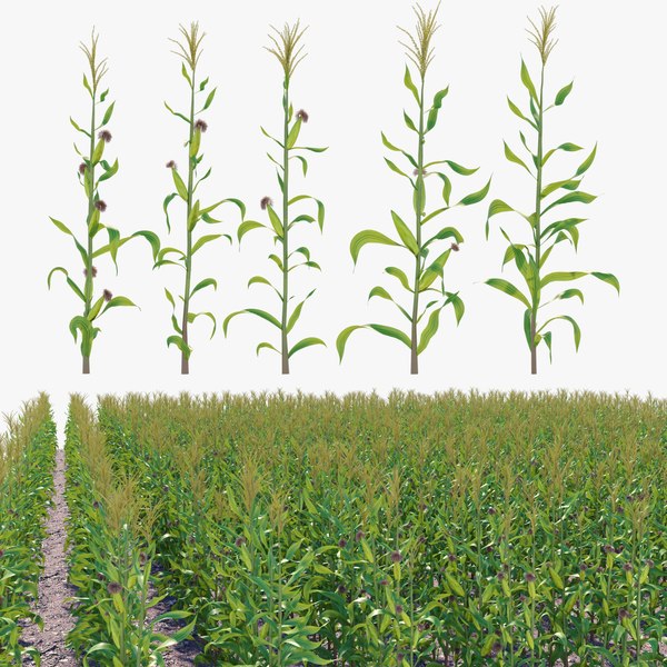 corn farm field 3d max
