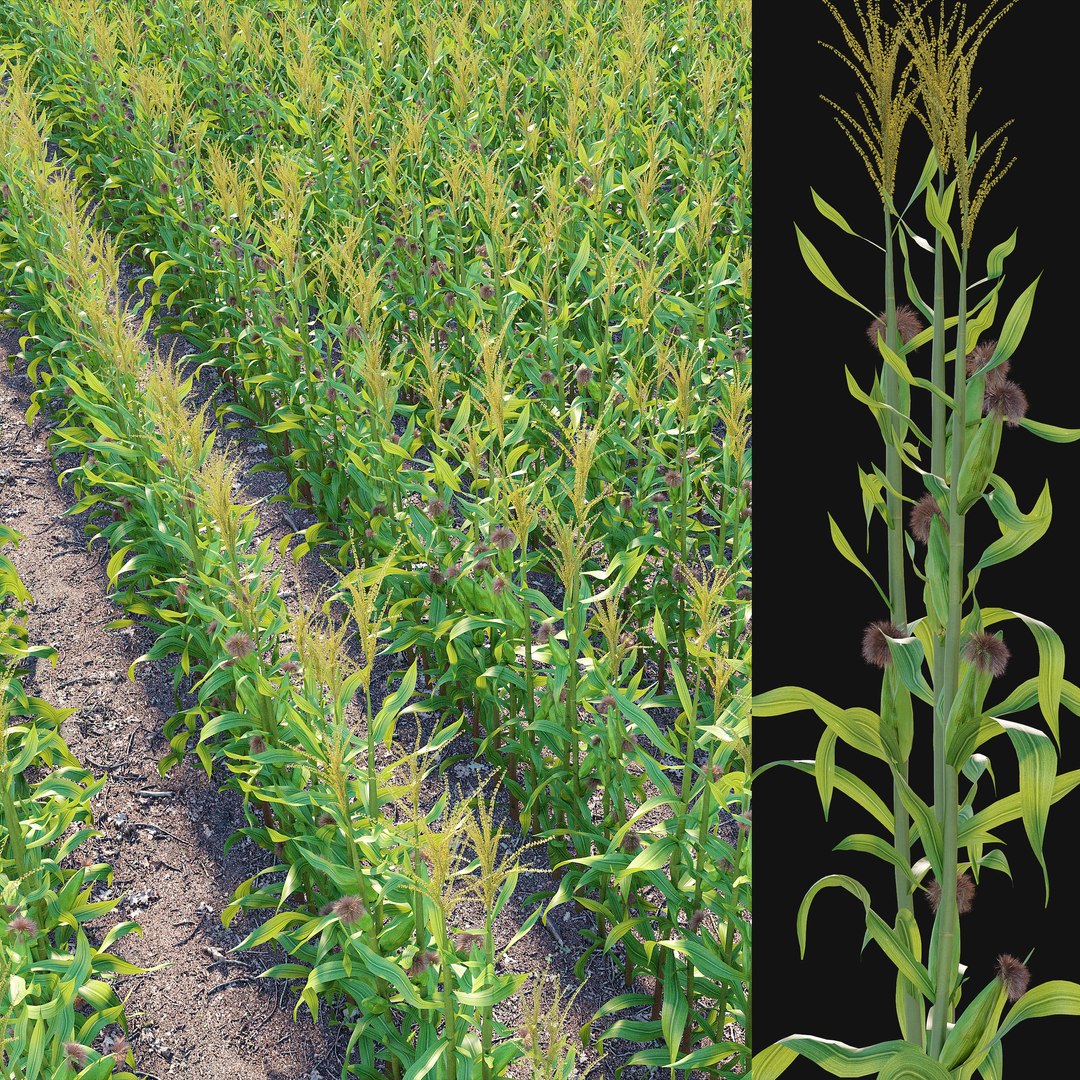 Corn Field Model - TurboSquid 1959870