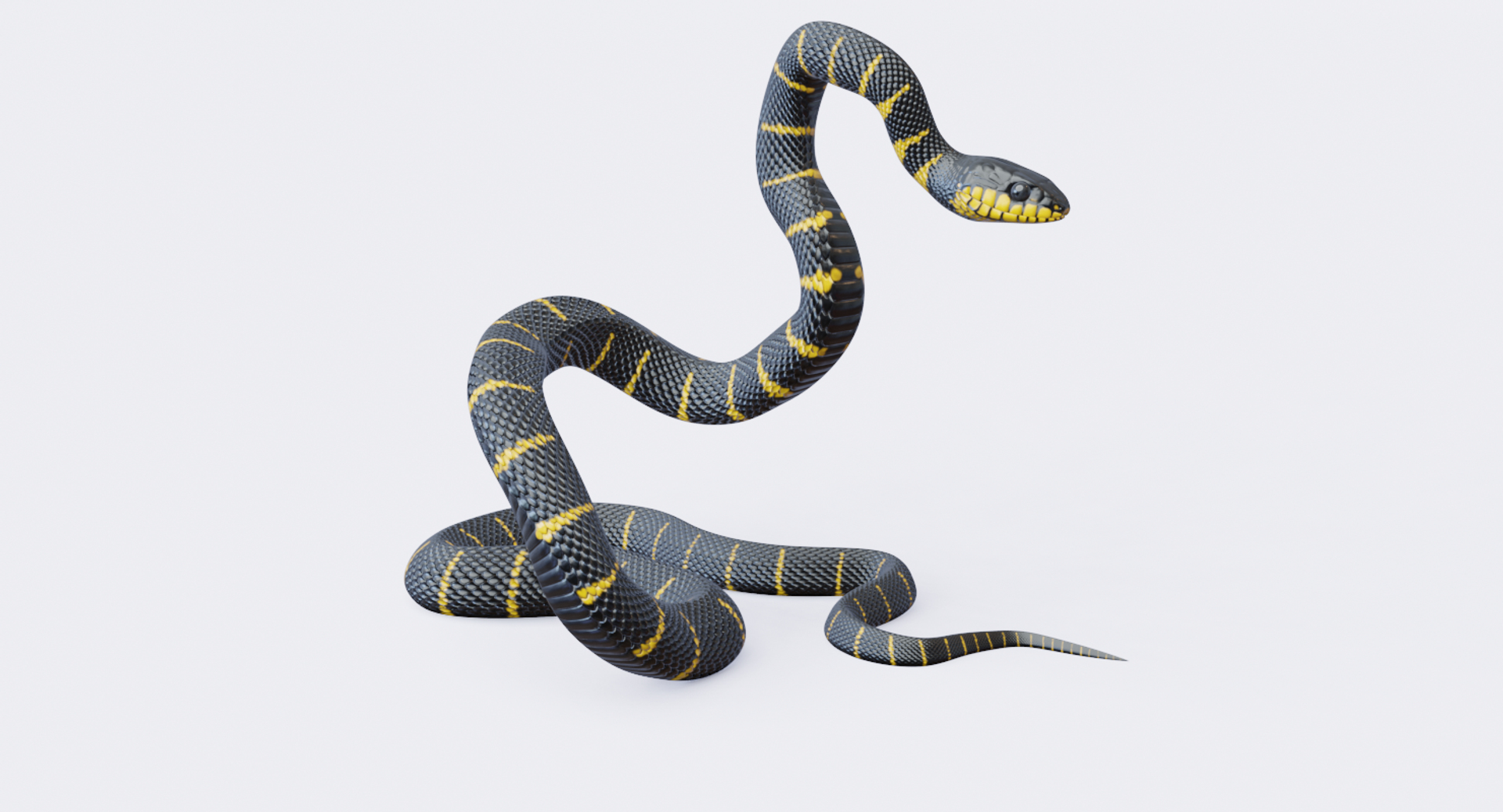 3D Mangrove Snake Reptile Animation - TurboSquid 1392842