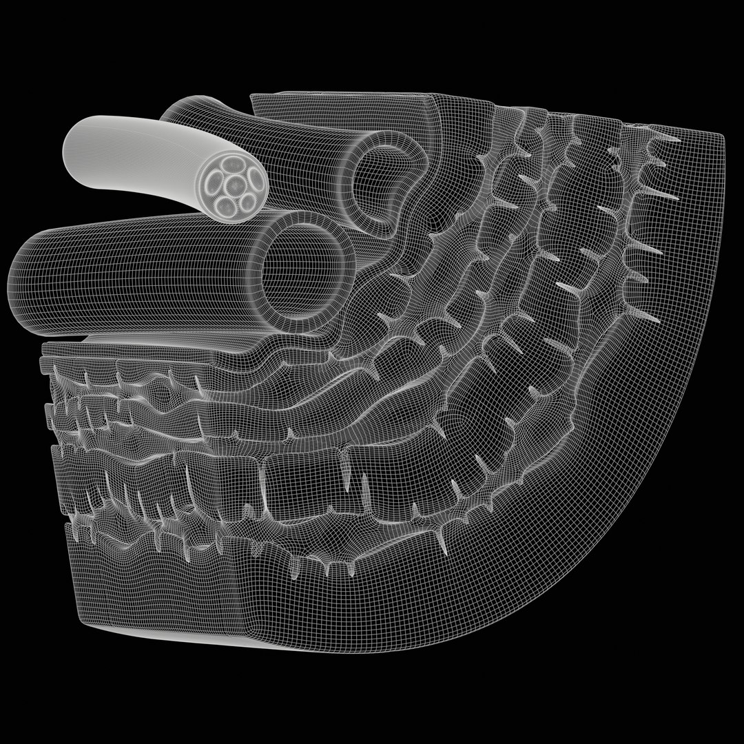 3D Model Osteocyte In Compact Bone Osteon - TurboSquid 2095827