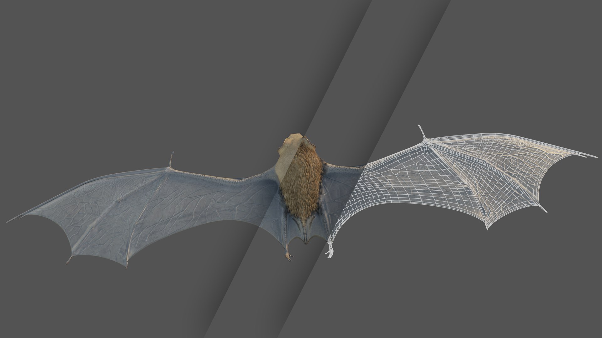Bat - Common Noctule Animated 3D Model - TurboSquid 2350152