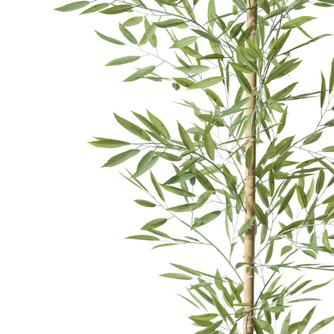 Plant 1295 3D Model - TurboSquid 2469277