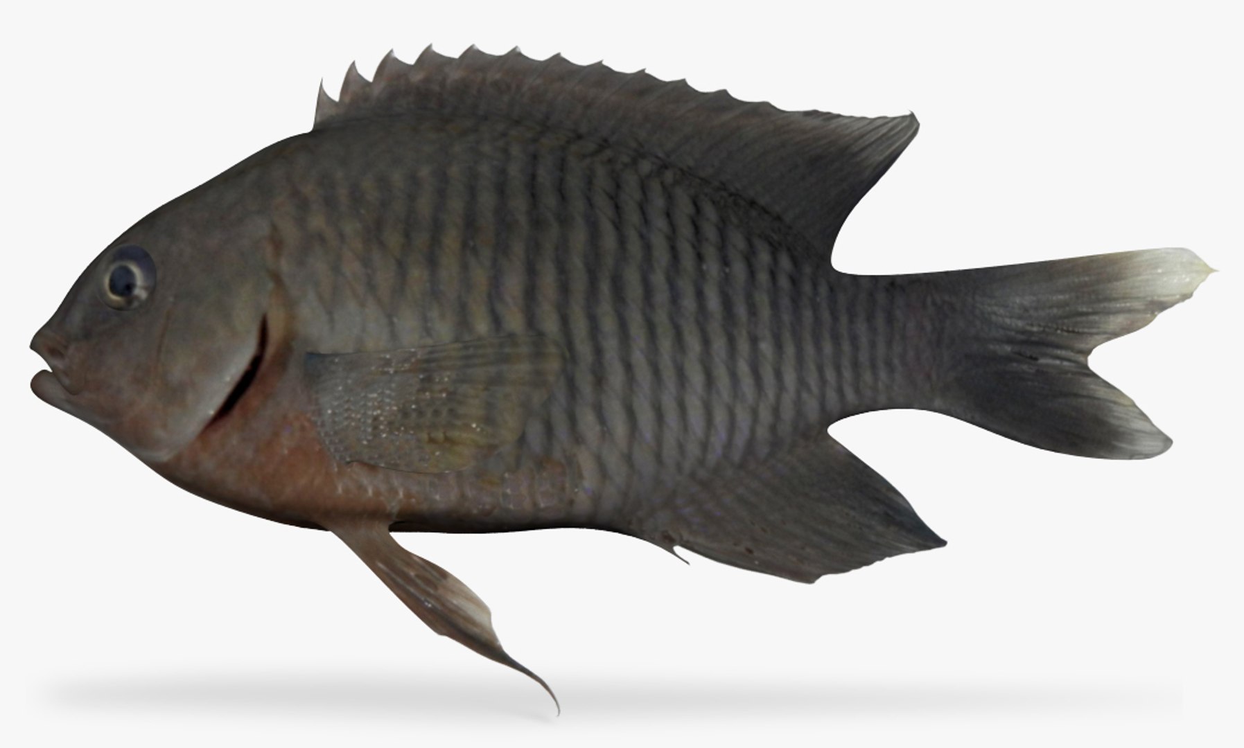 Dusky Damselfish