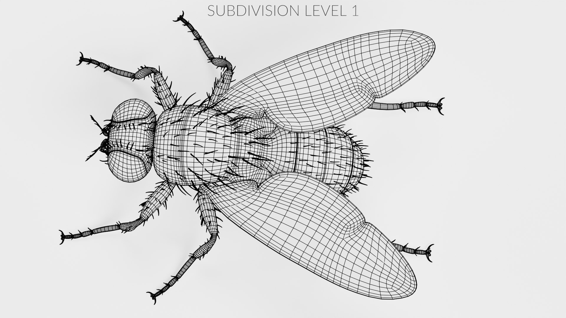 3D Common Fly Rigged - TurboSquid 2228151