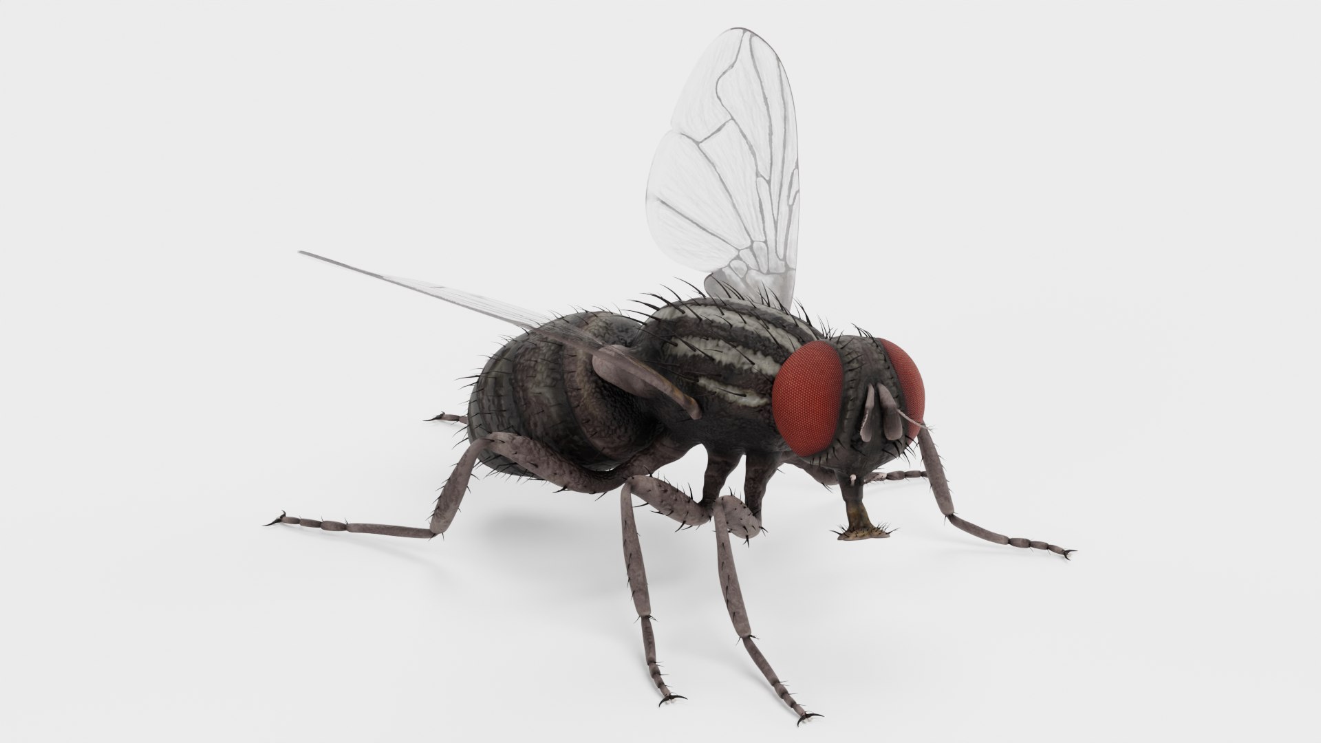 3D Common Fly Rigged - TurboSquid 2228151