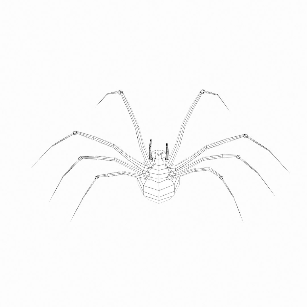 3d realistic spider model