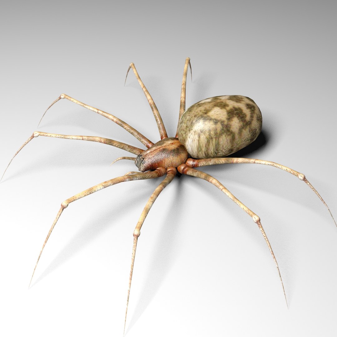 3d realistic spider model