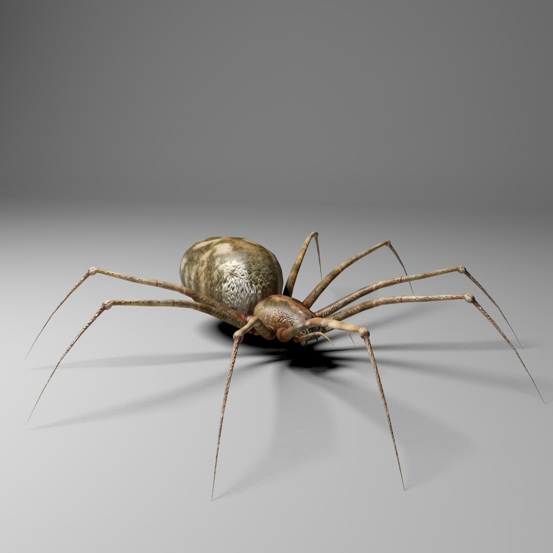 3d realistic spider model