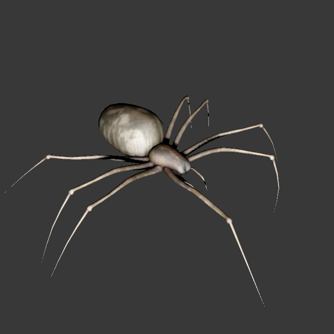 3d realistic spider model