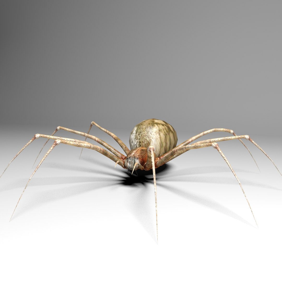 3d realistic spider model