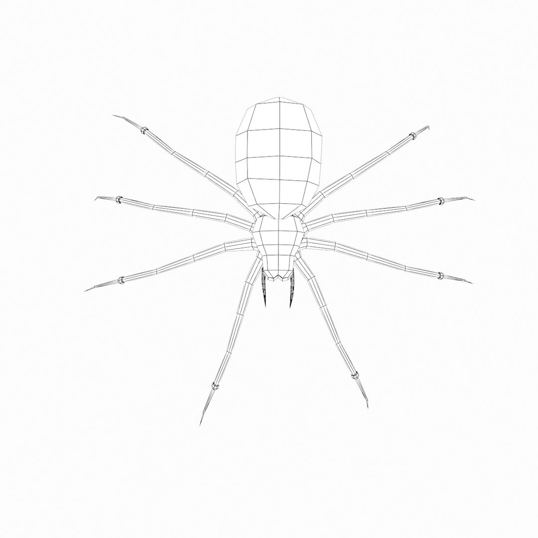 3d realistic spider model