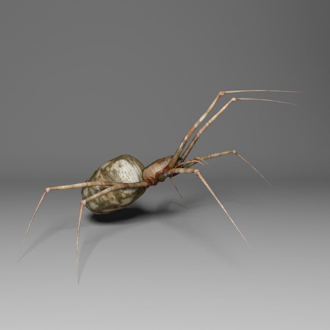 3d realistic spider model