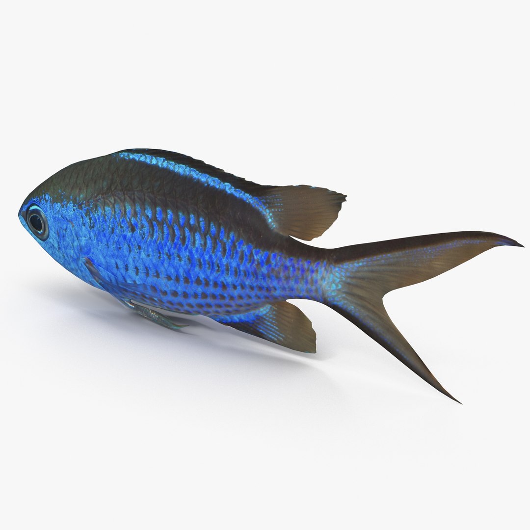 3ds Blue Chromis