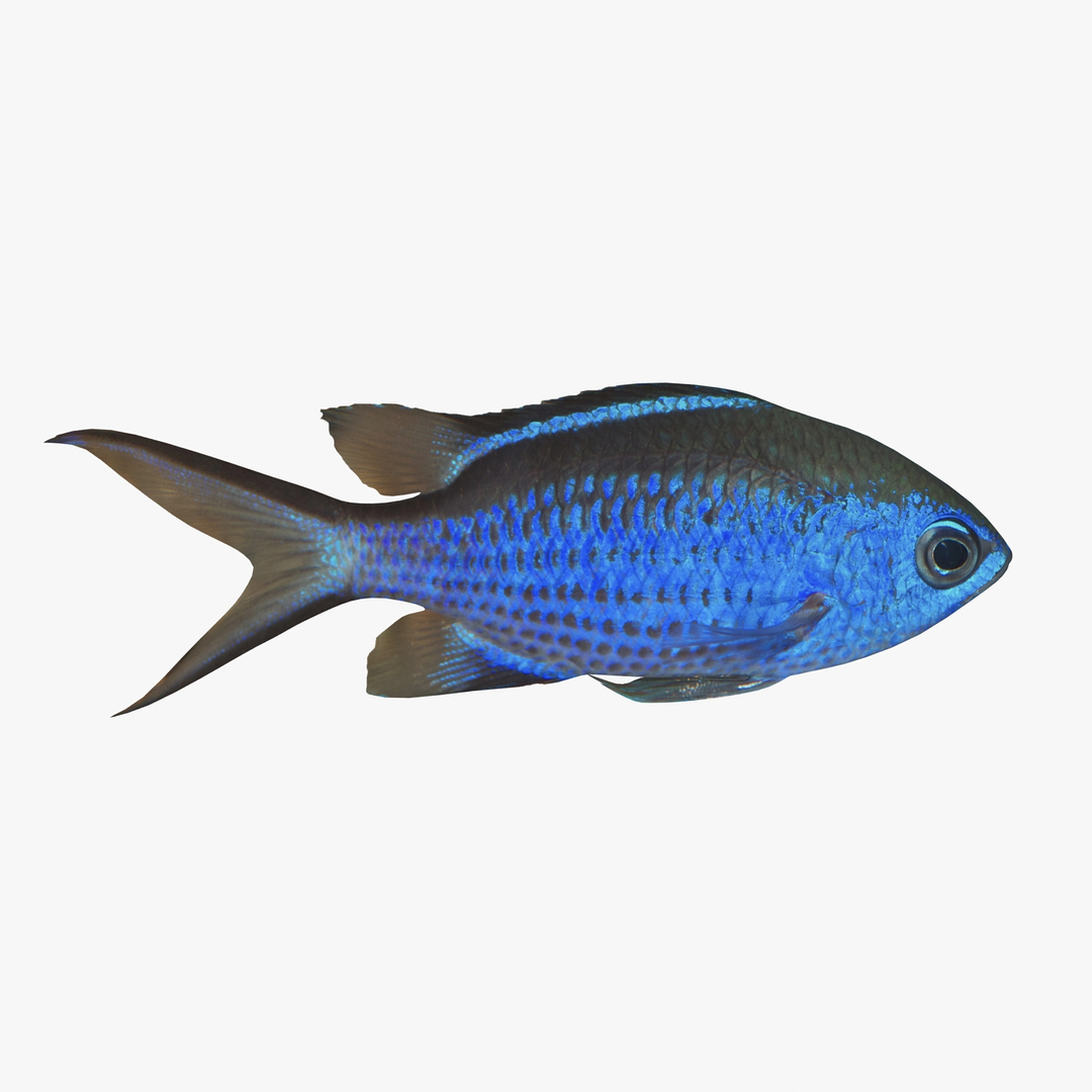 3ds Blue Chromis