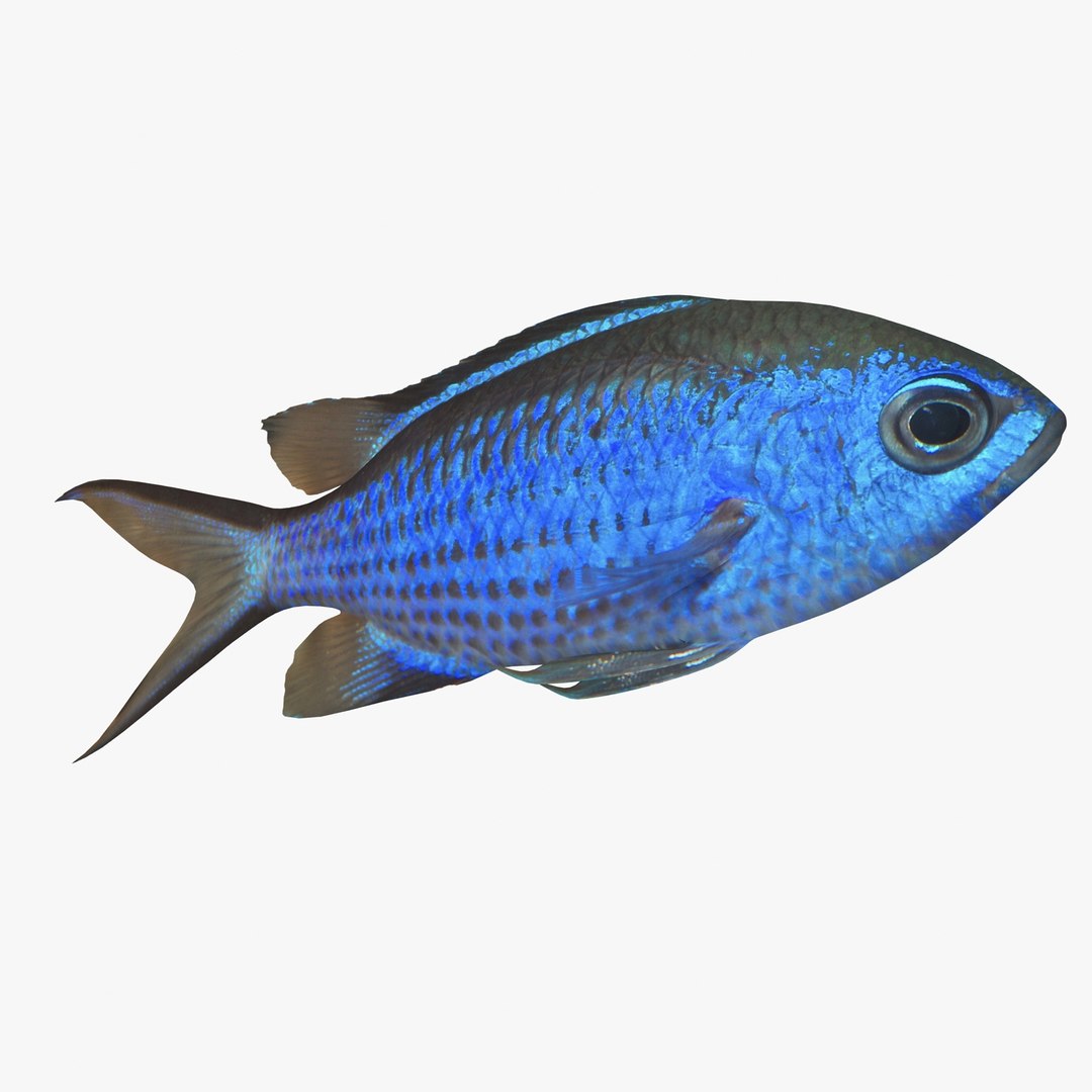3ds Blue Chromis