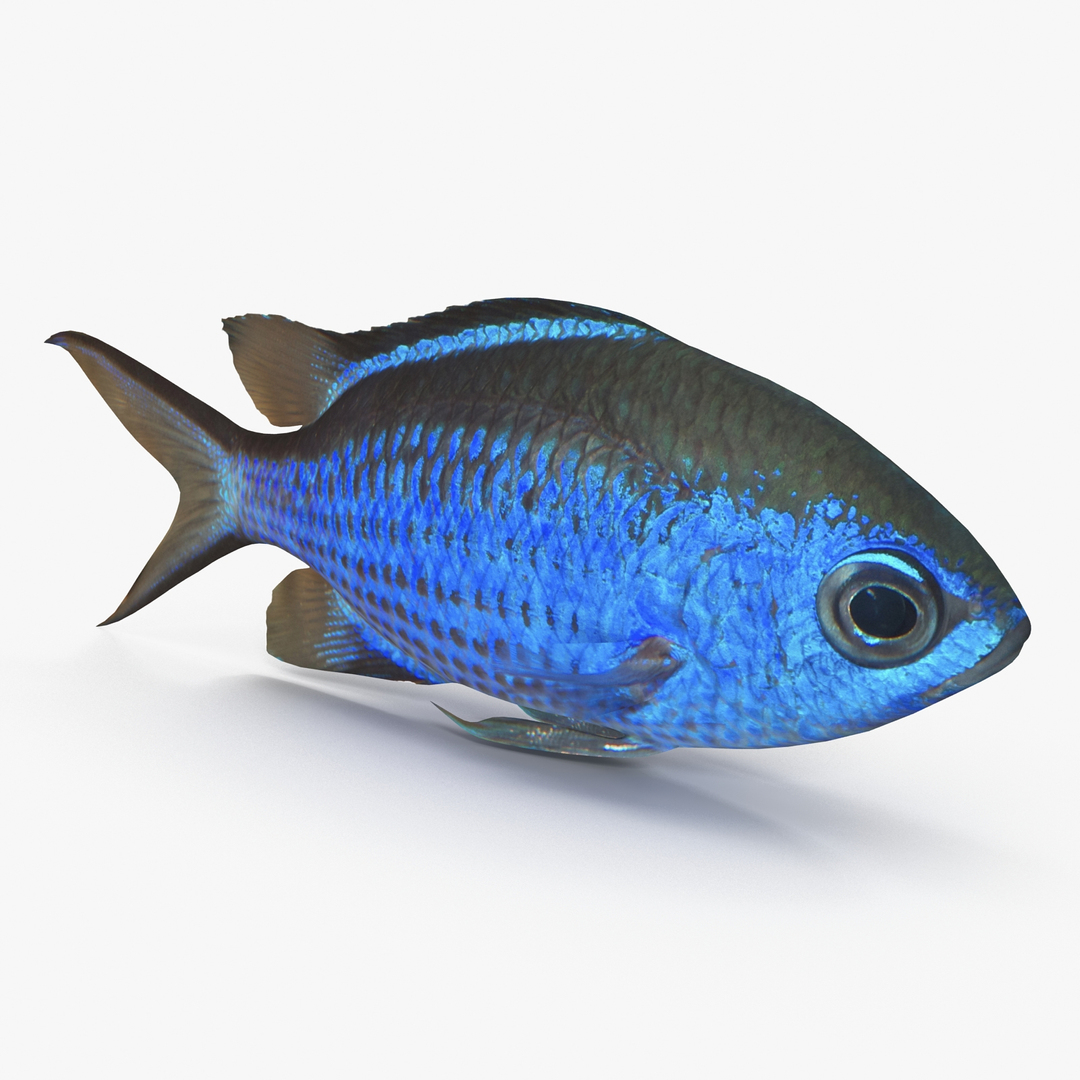 3ds blue chromis