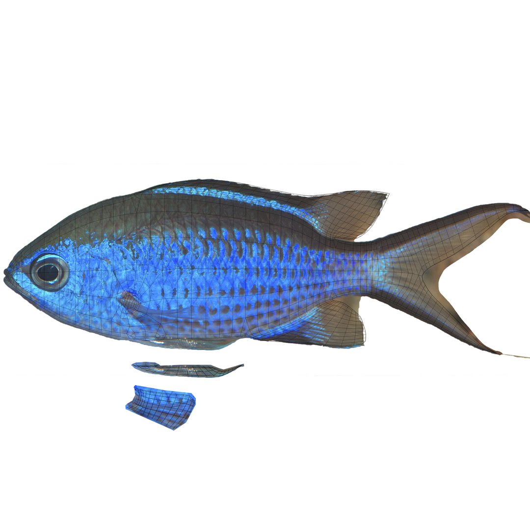 3ds Blue Chromis