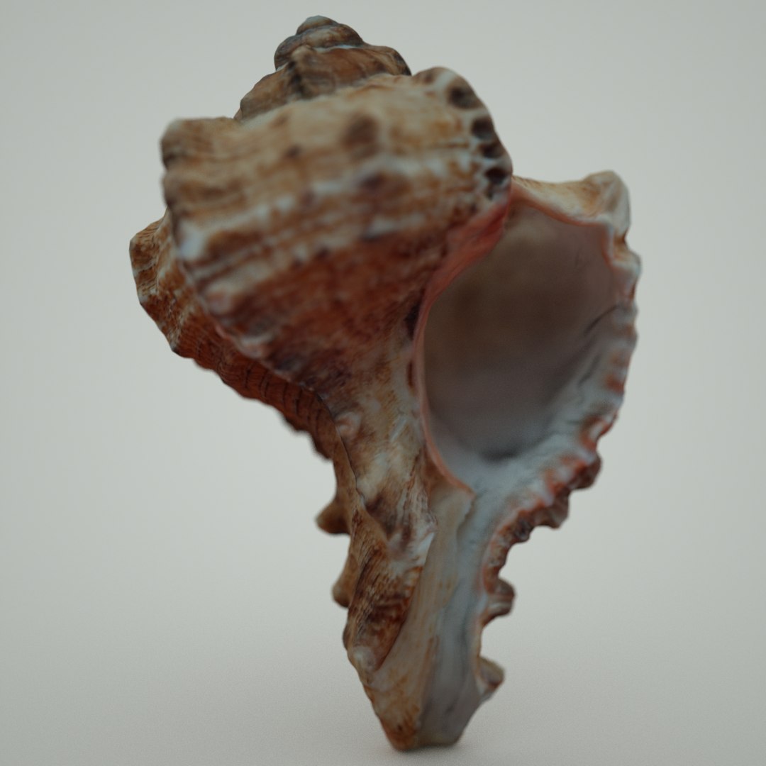 murex sea shell obj