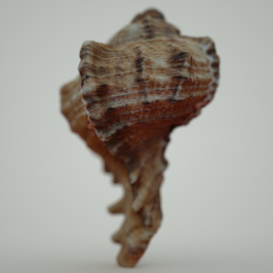 murex sea shell obj