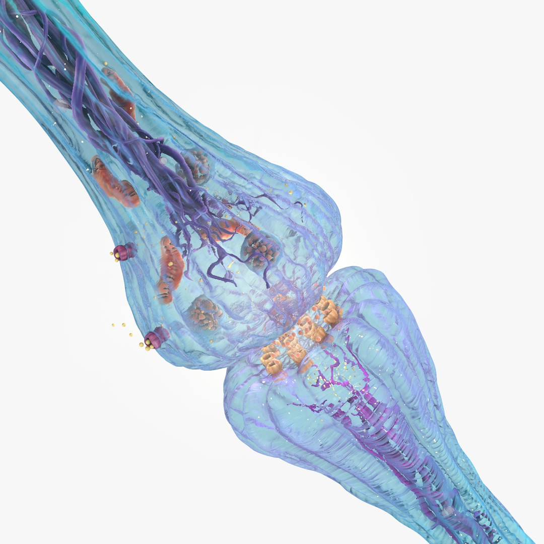 modelo 3d Sinapsis - TurboSquid 1177608