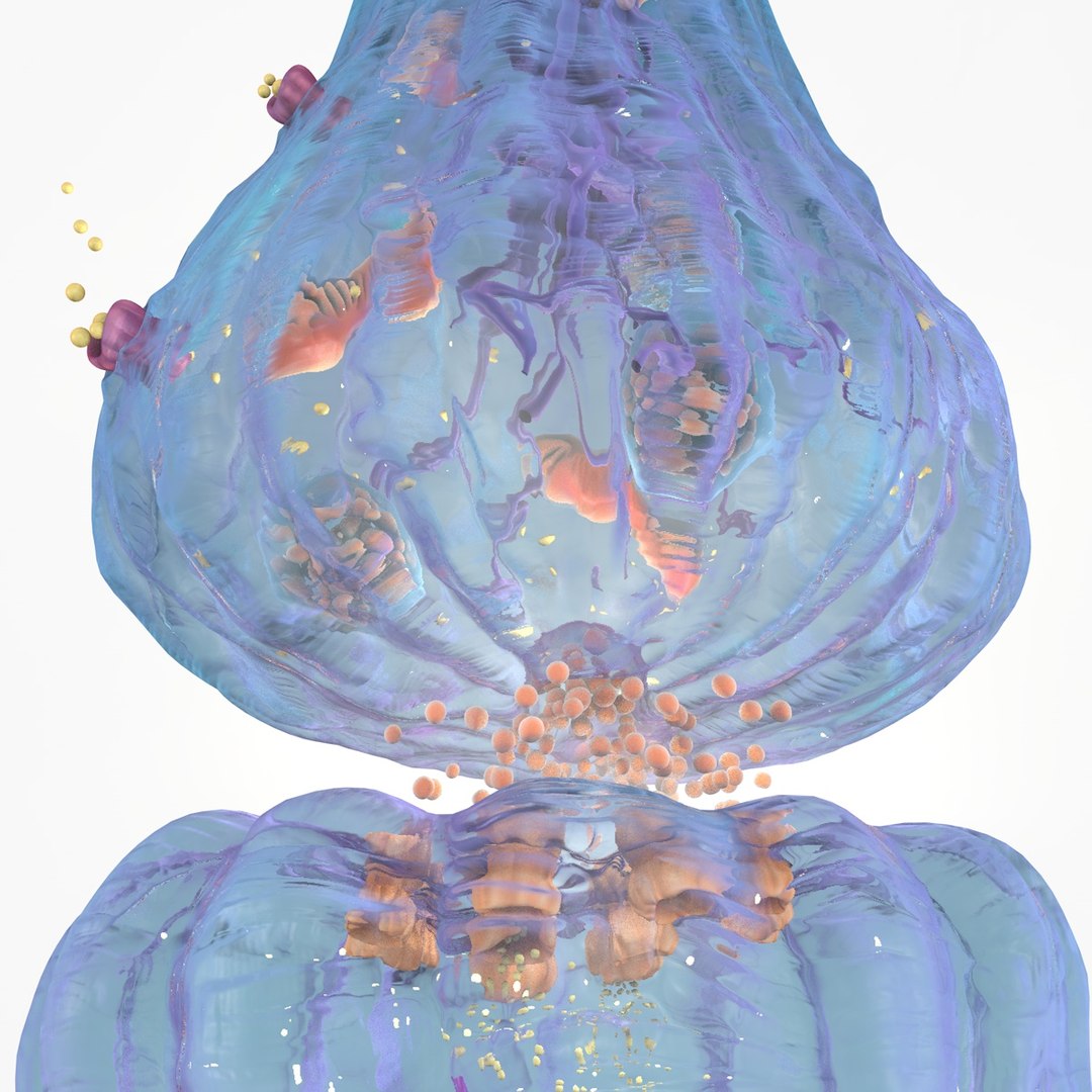 3D model synapse axon synaptic - TurboSquid 1177608