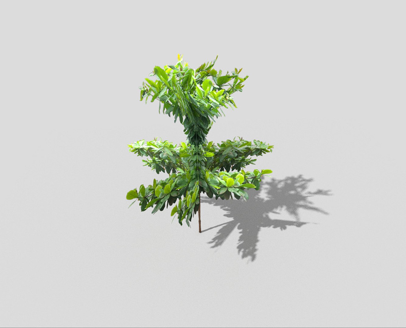 3d model of tree