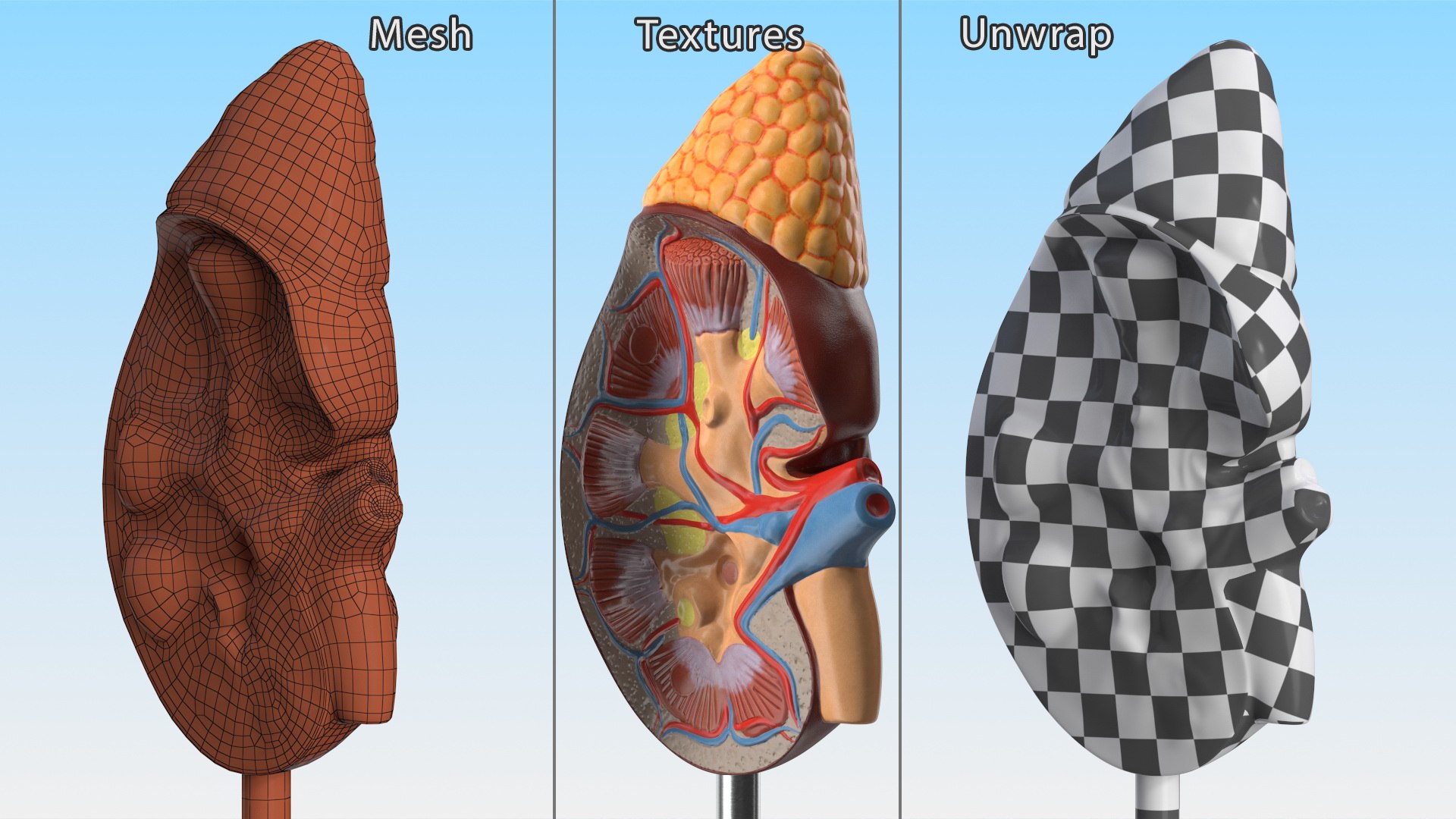 3D Medical Models Collection model - TurboSquid 1992482