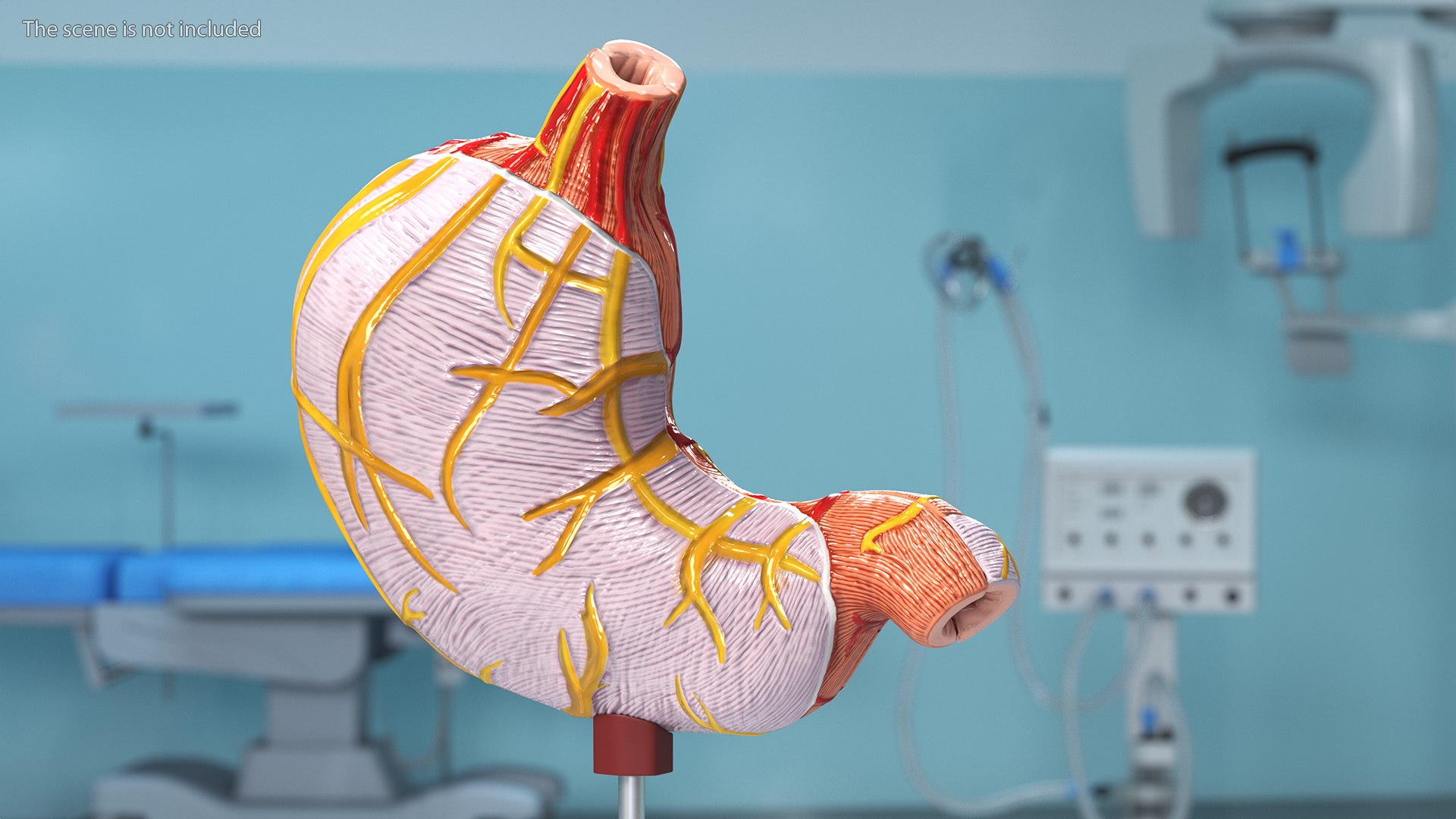3D Medical Models Collection Model - TurboSquid 1992482