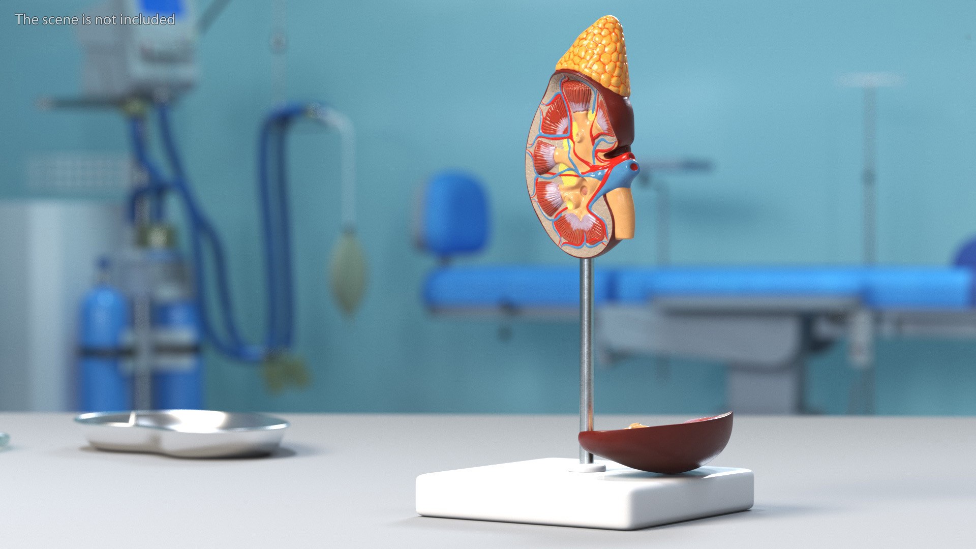 3D Medical Models Collection Model - TurboSquid 1992482