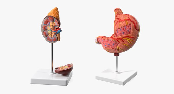 Medical Models Collection Modelo 3D - TurboSquid 1992482