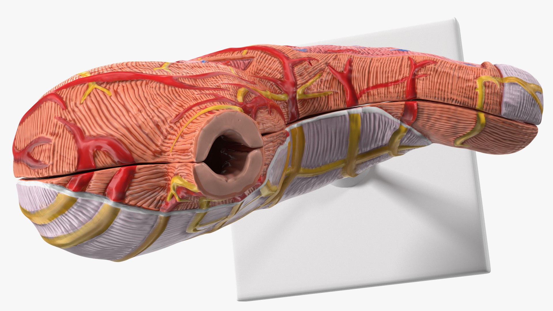 3D Medical Models Collection Model - TurboSquid 1992482