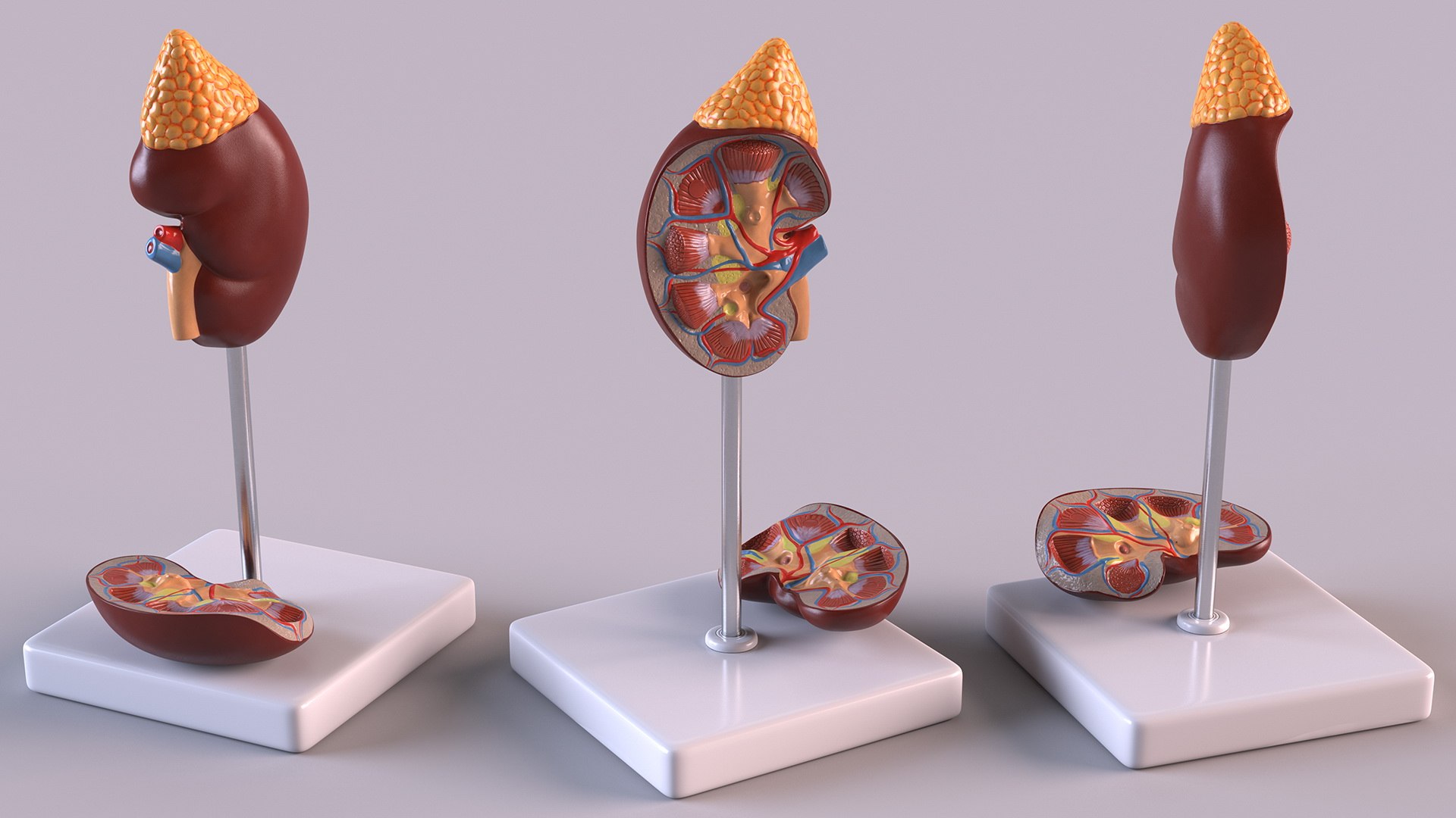 3D Medical Models Collection model - TurboSquid 1992482