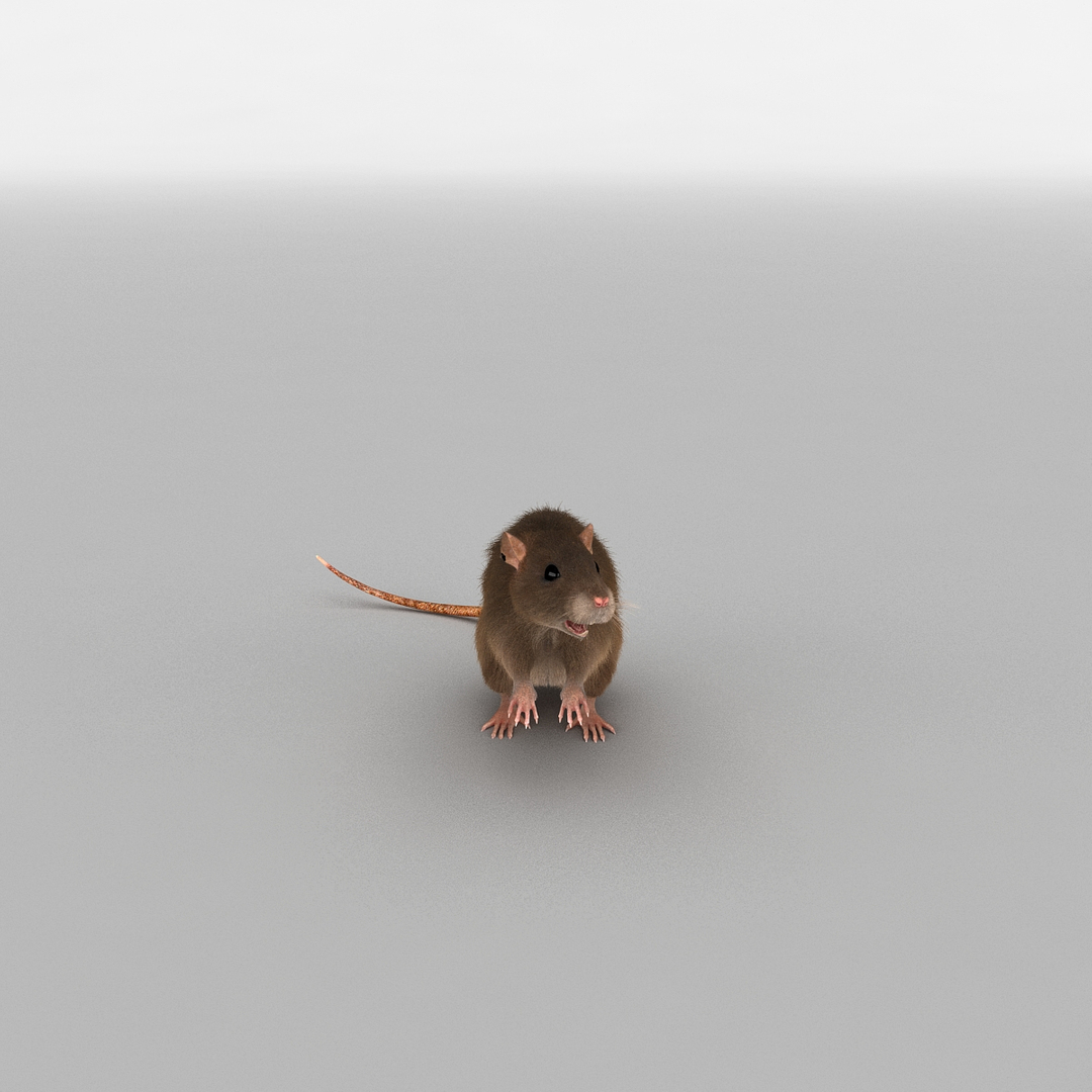 3d Rat Pose 2 Fur Model