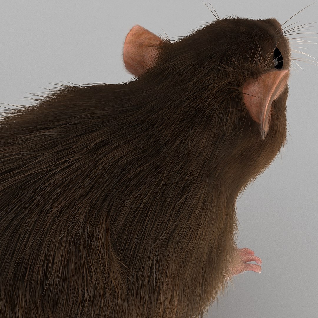 3d Rat Pose 2 Fur Model