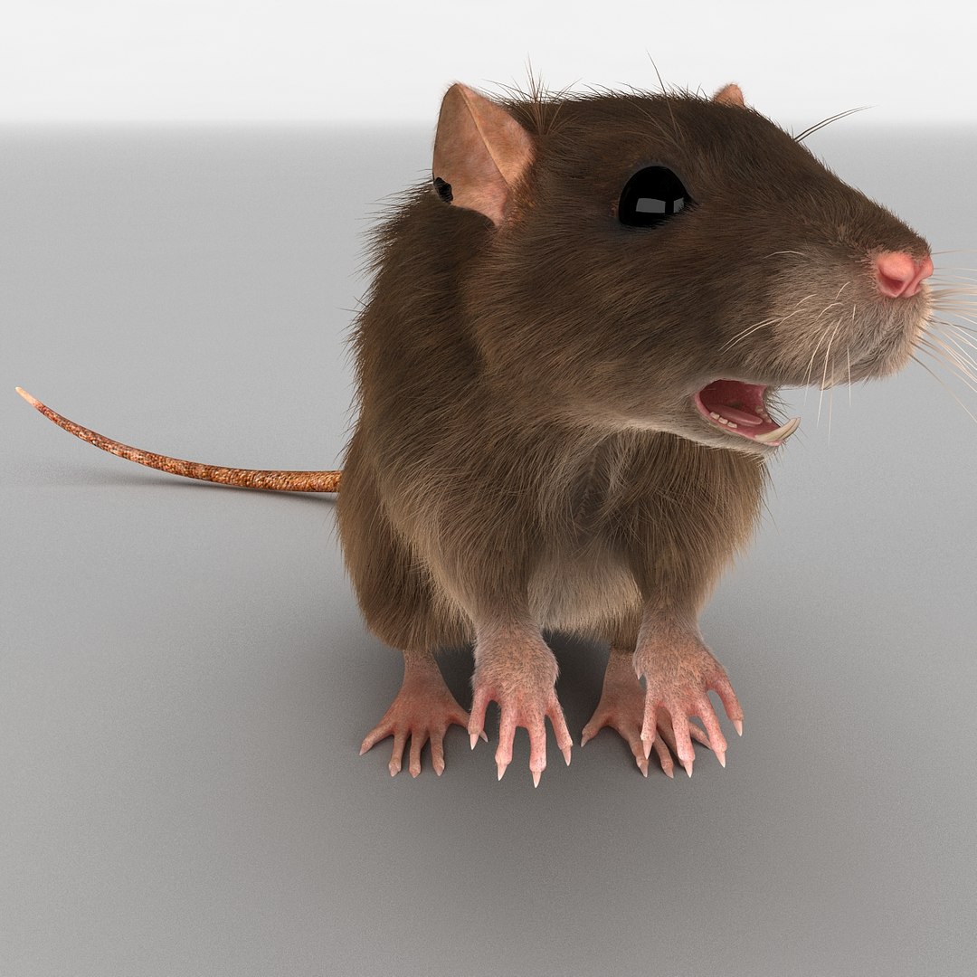 3d Rat Pose 2 Fur Model