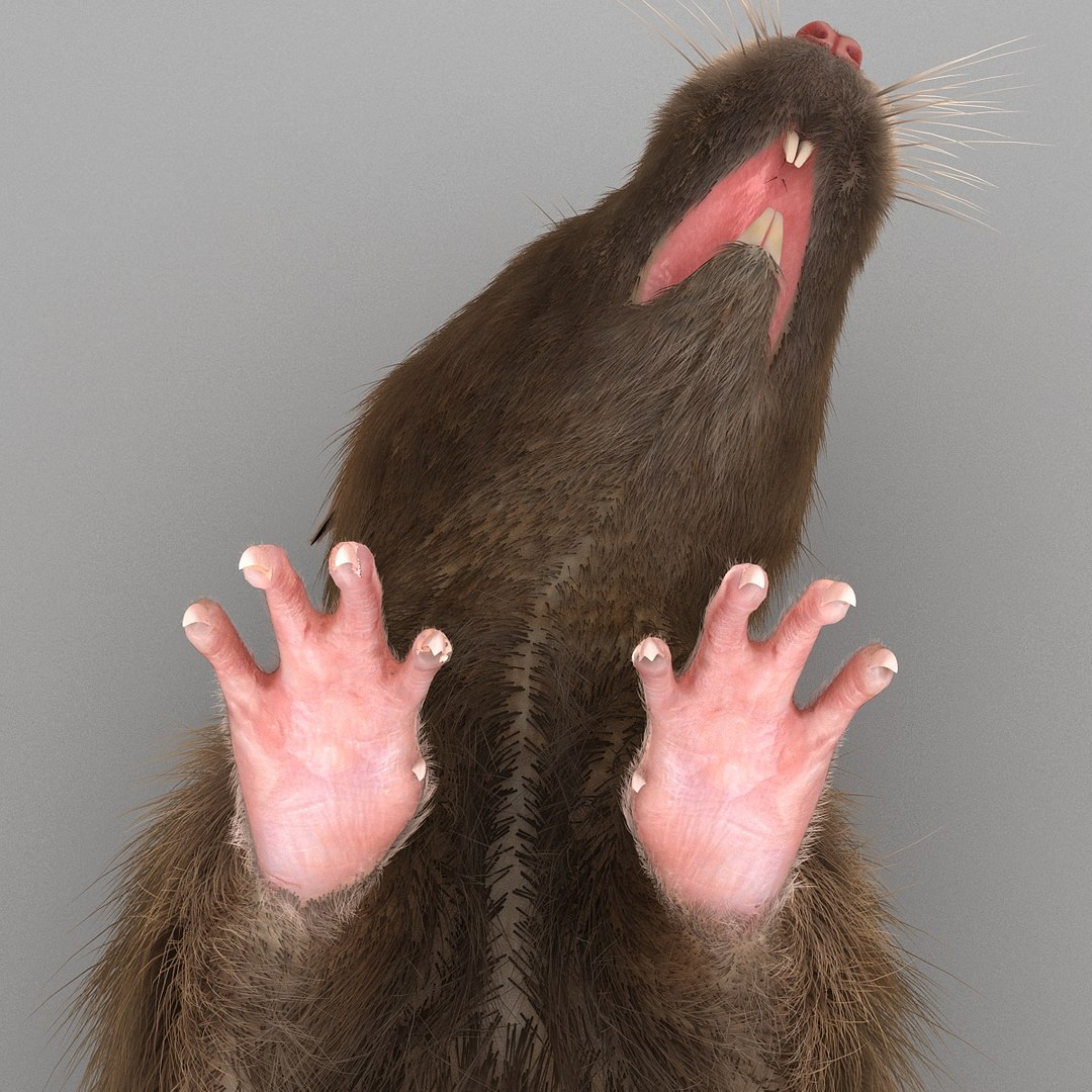 3d Rat Pose 2 Fur Model