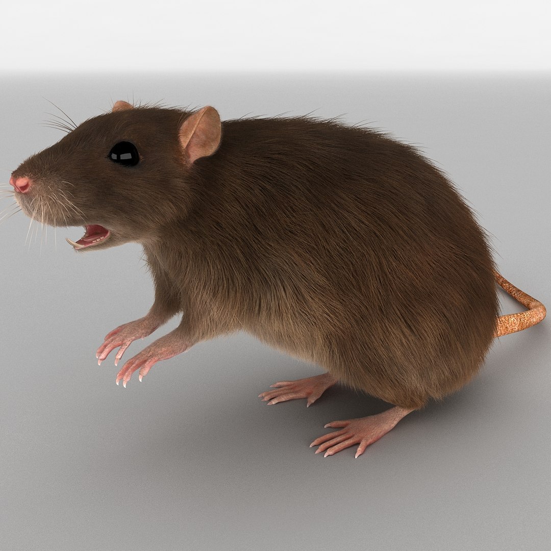 3d Rat Pose 2 Fur Model