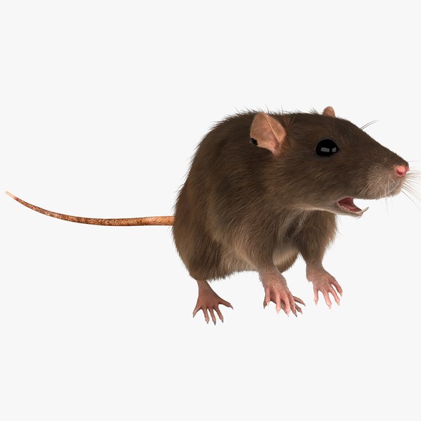 modelo 3d Pose de rata 2 pieles - TurboSquid 830286